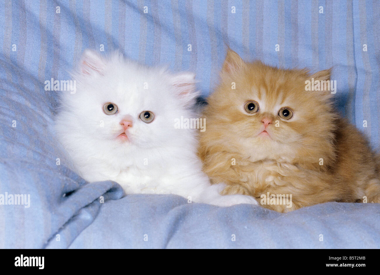 Dwarf Persian Cat