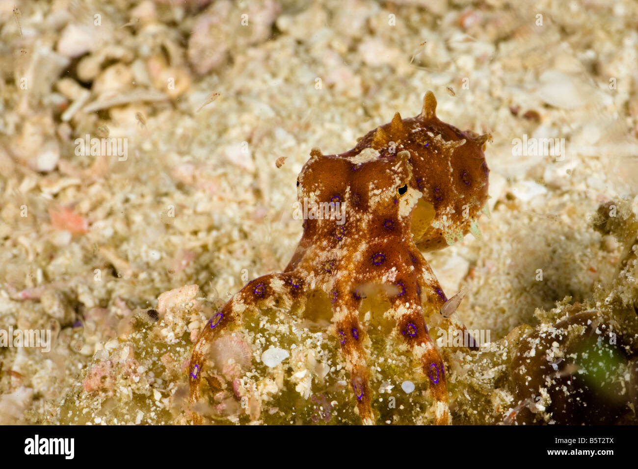 The tropical blue ringed octopus, Hapalochiaena lunulata, Komodo ...