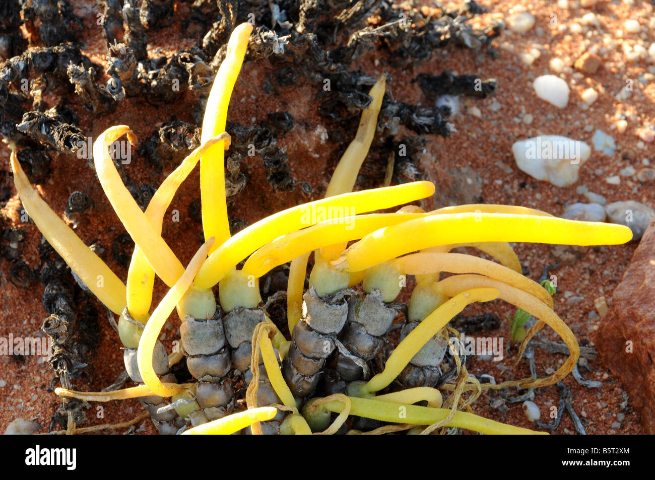 Xerophyte hi-res stock photography and images - Alamy