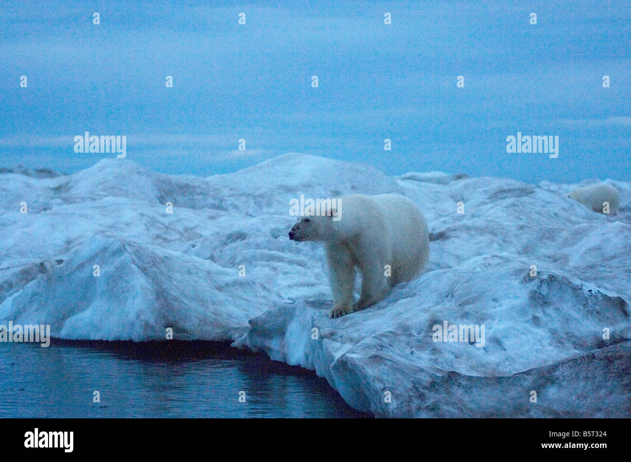 polar bear on and iceberg Stock Photo - Alamy