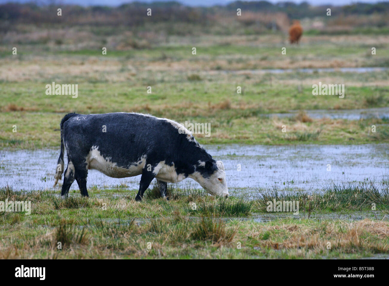 Marsh cow hi-res stock photography and images - Alamy