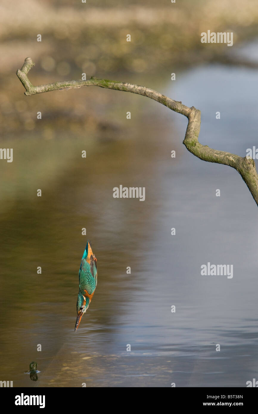 Alcedo atthis kingfisher diving into water for fish Stock Photo - Alamy