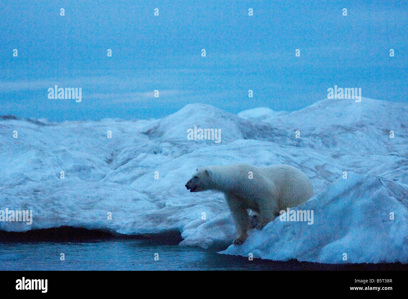 polar bear on and iceberg Stock Photo - Alamy