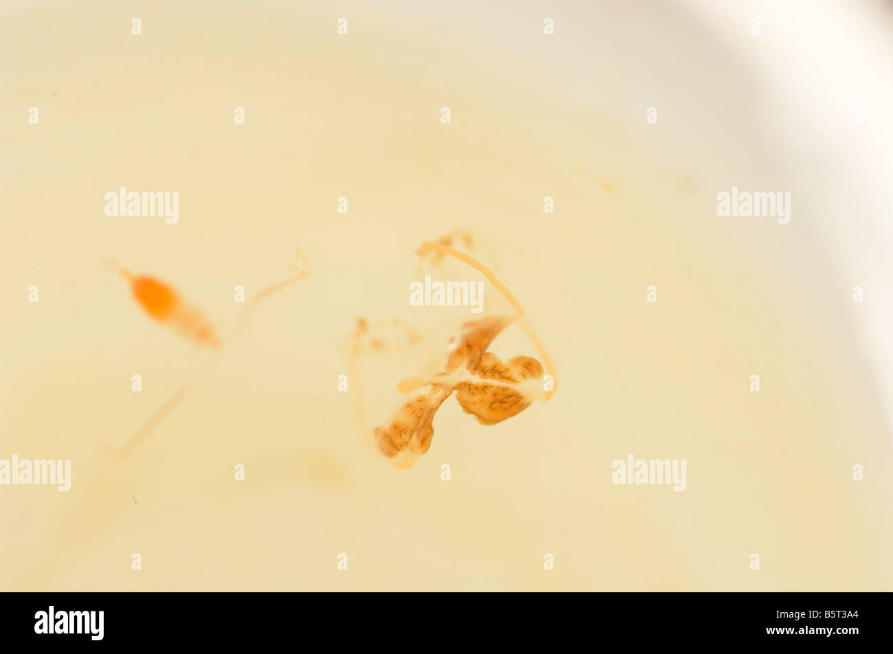 copepods crustaceans that are at the base of the food chain and feed on ...