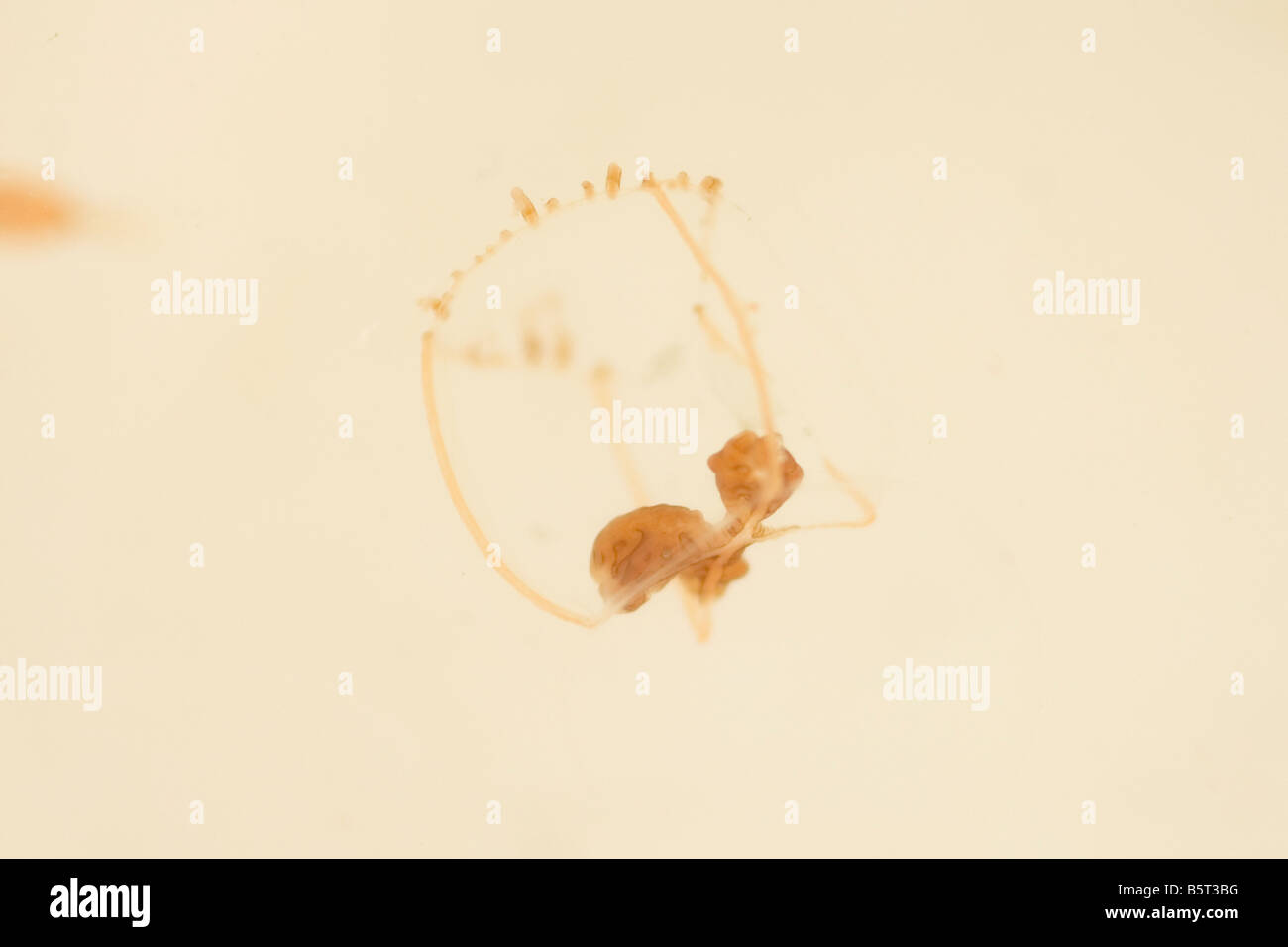 copepods crustaceans that are at the base of the food chain and feed on ...