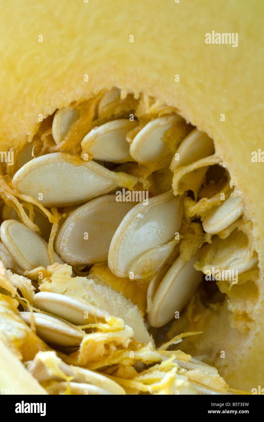 Squash with seeds hi-res stock photography and images - Alamy