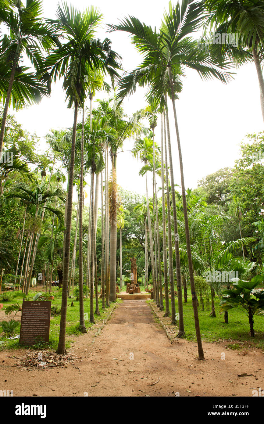 The Botanical Gardens in Pondicherry India Stock Photo - Alamy