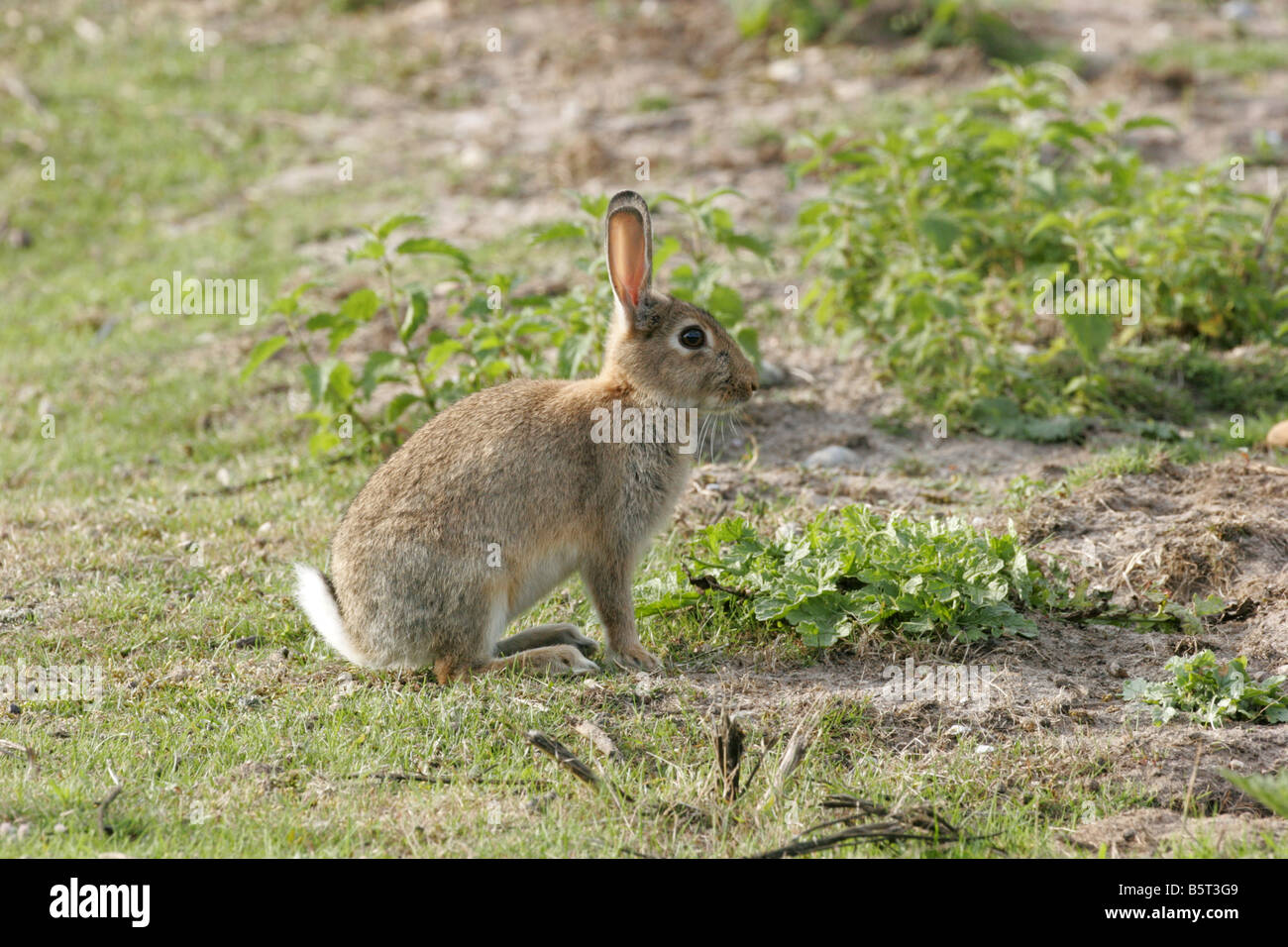 European Rabbit Oryctolagus cuniculus single adult sitting on heathland ...