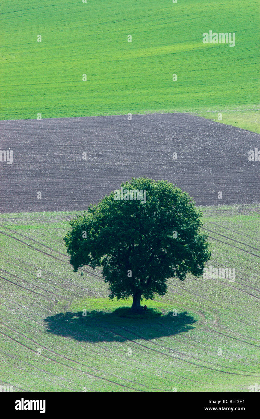 Solitary tree with shadow in field with spring crop beginning to sprout ...