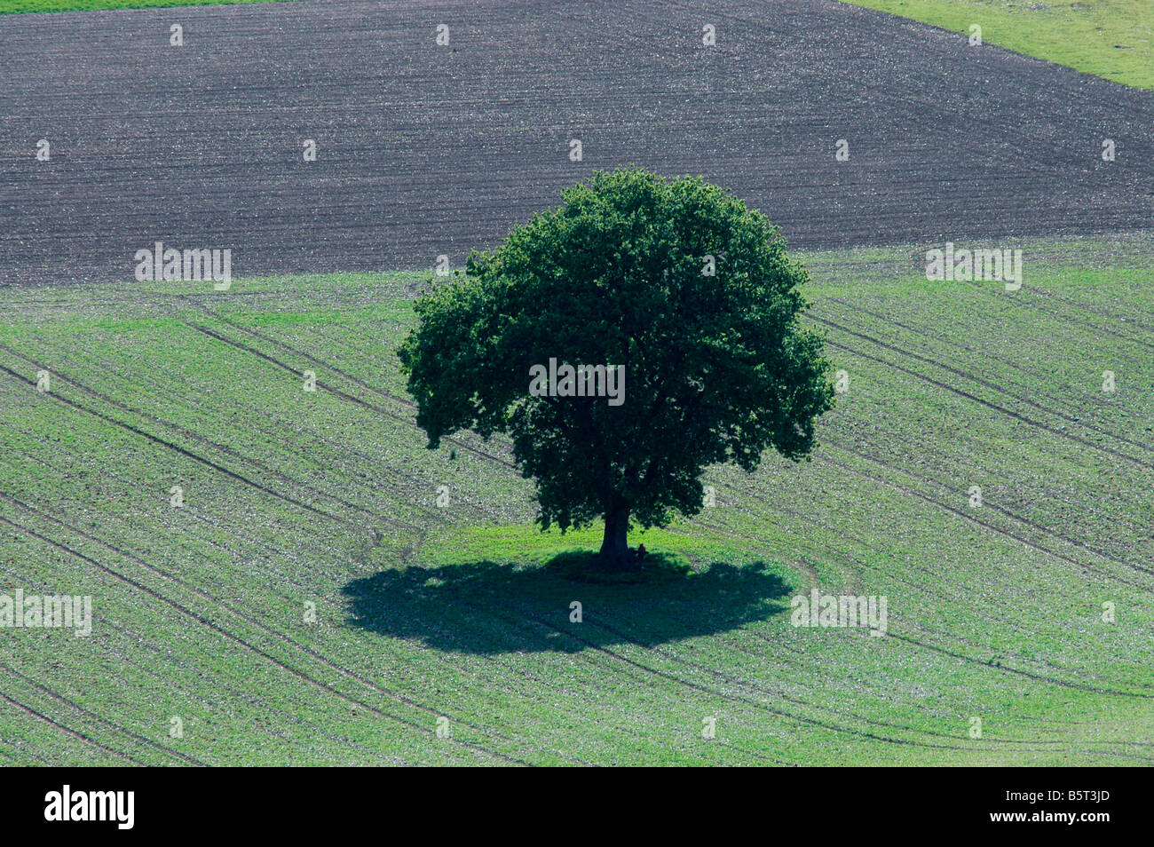 Solitary tree with shadow in field with spring crop beginning to sprout ...