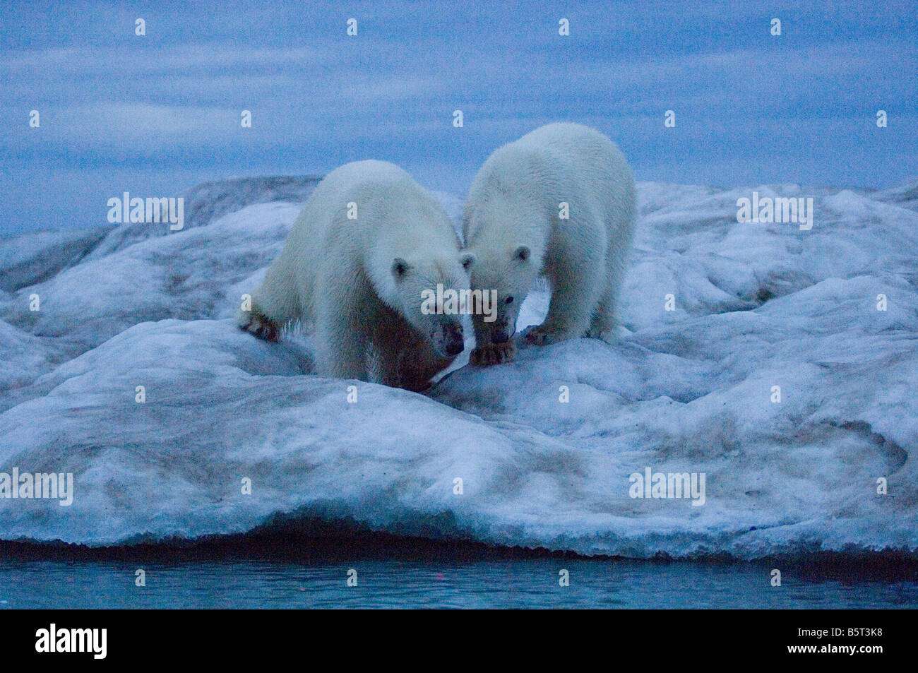Female Polar Bear Cub Iceberg High Resolution Stock Photography and ...