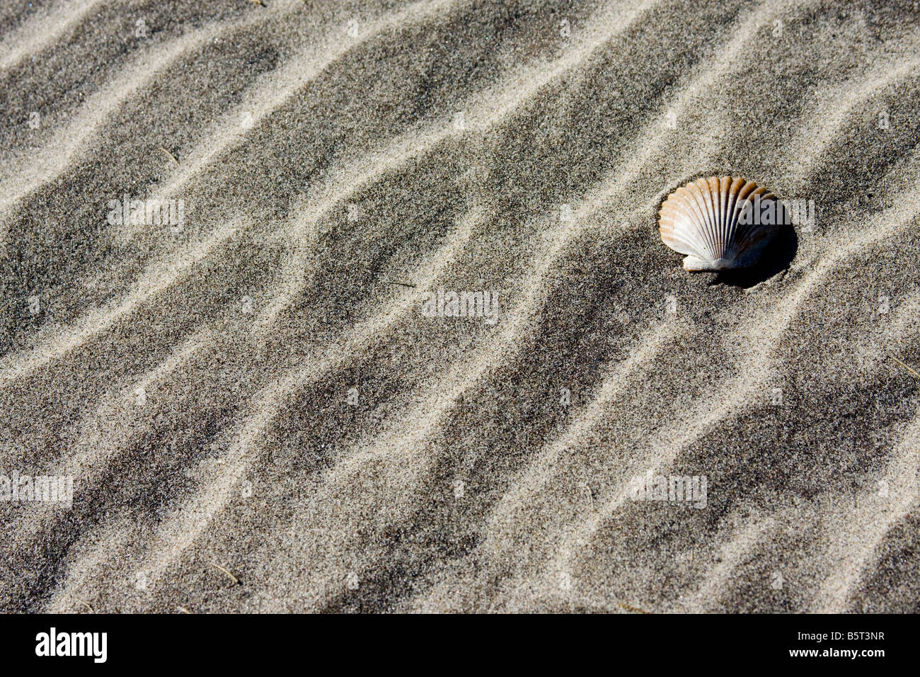 Sea Shell on Beach Stock Photo - Alamy