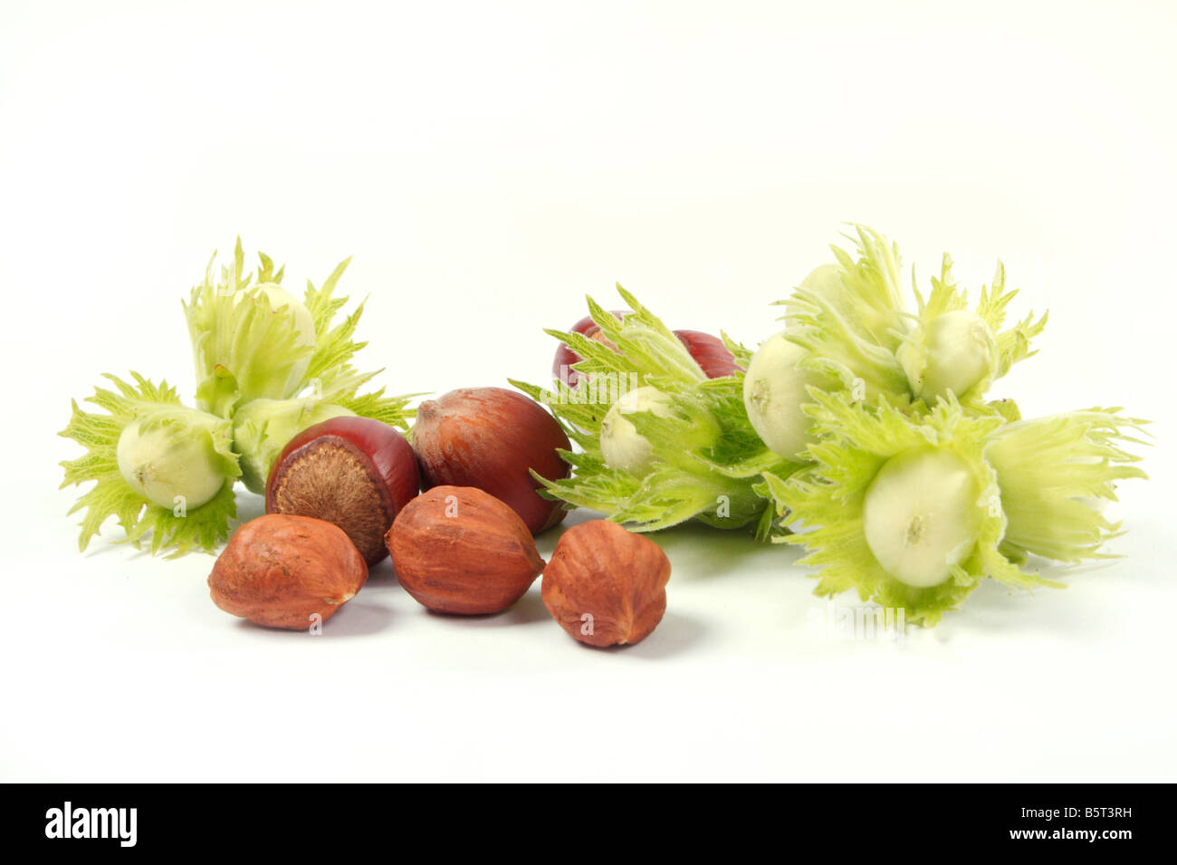 Group of fruits of a nut tree on a white background Stock Photo - Alamy