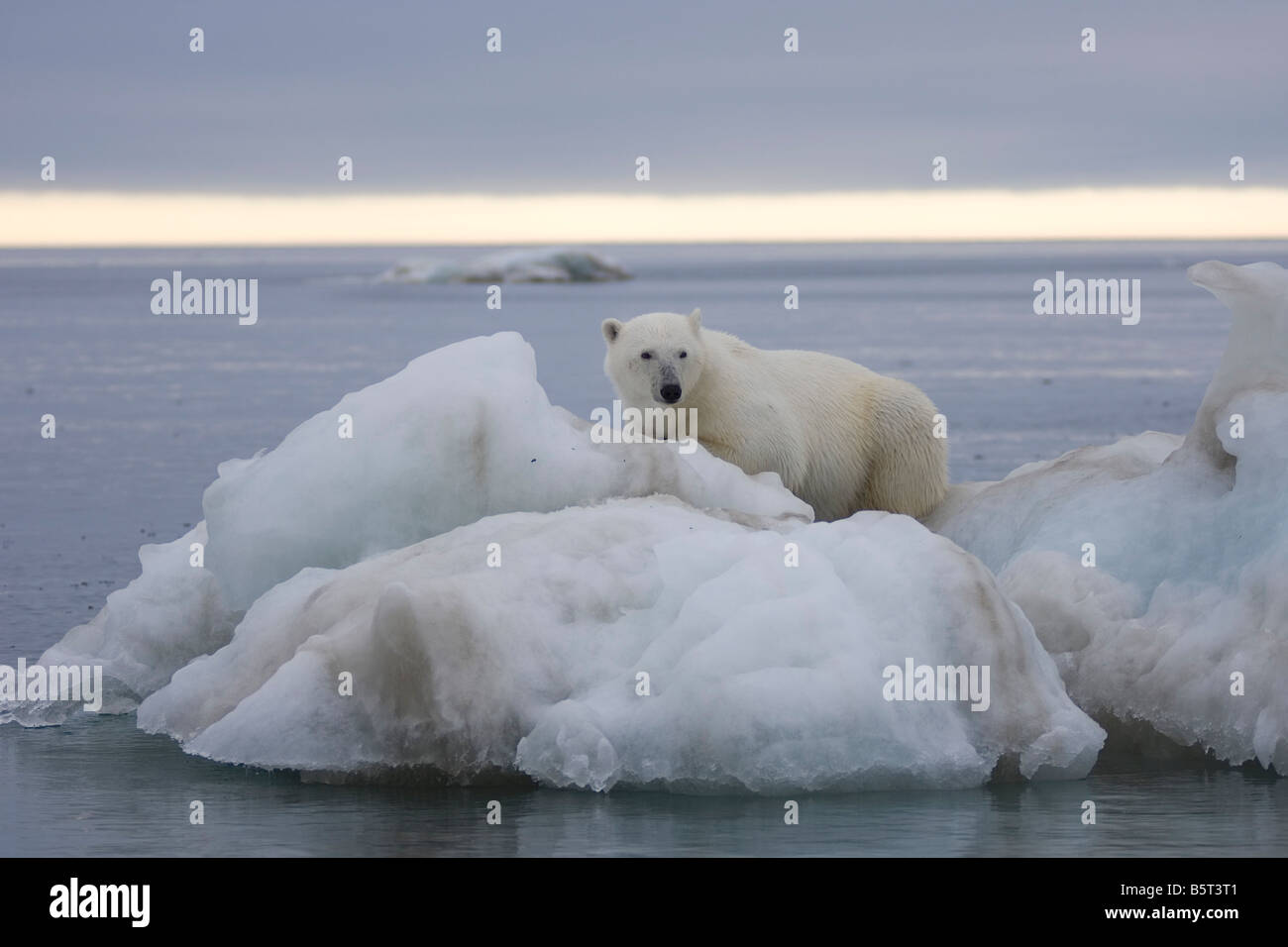 polar bear Ursus maritimus sleeping on an iceberg floating in the ...