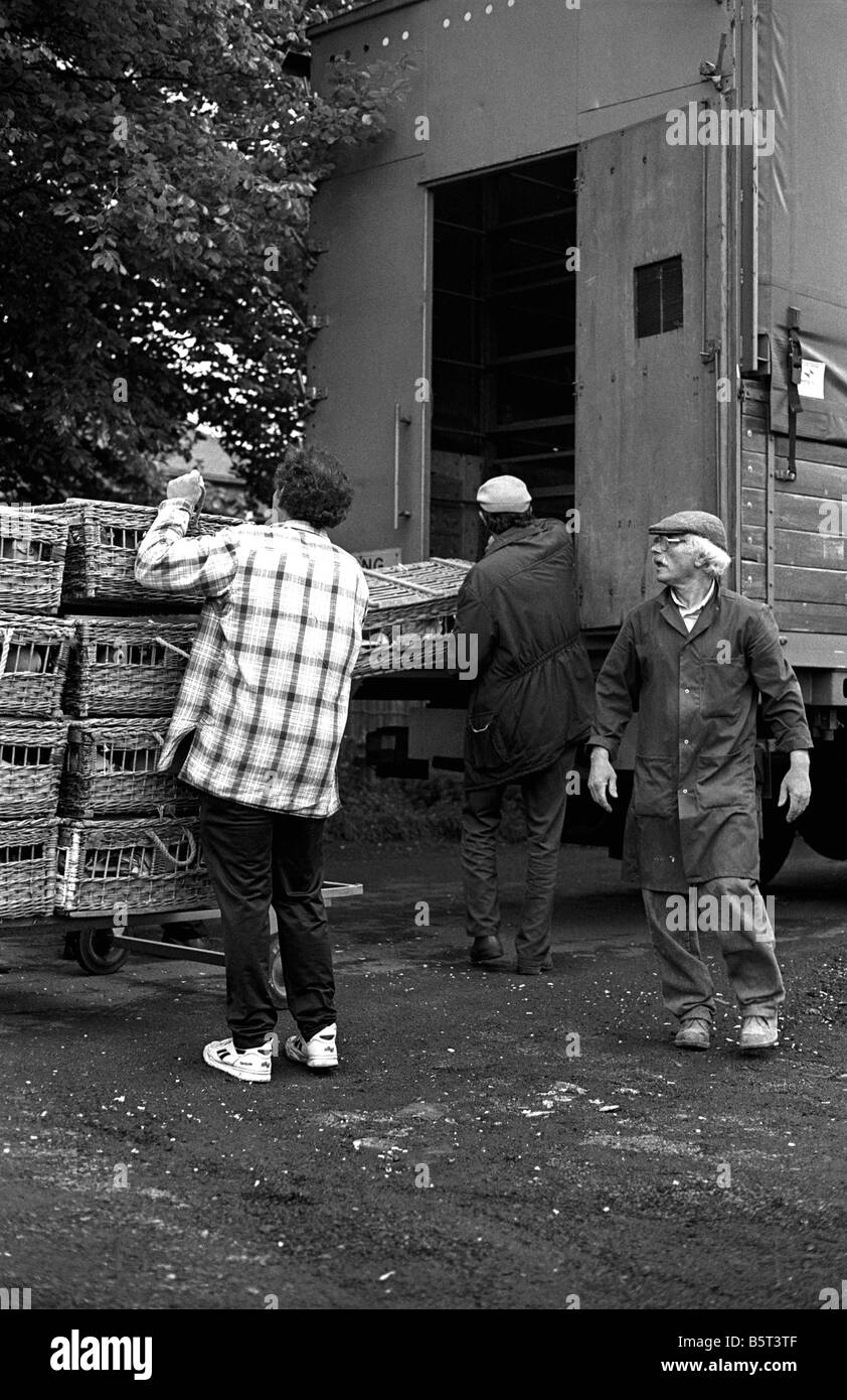 Pigeon racing in the UK. Working class sport Stock Photo - Alamy