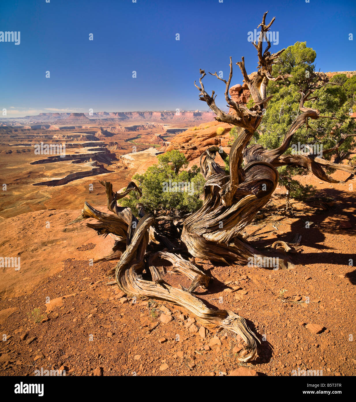 Juniper tree grand canyon hi-res stock photography and images - Alamy