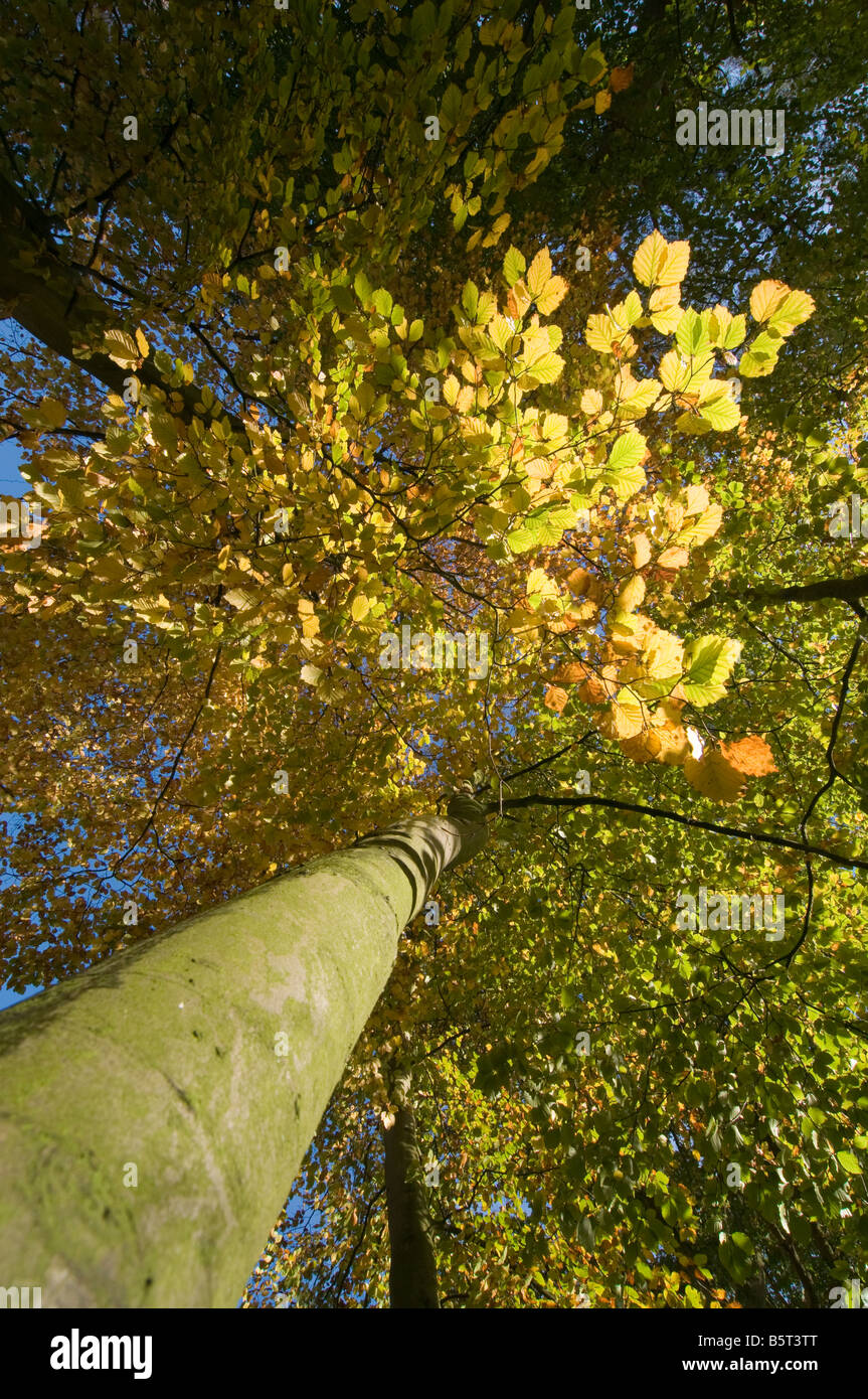 Looking upwards into autumnal beech tree Fagus sylvatica leafy canopy ...