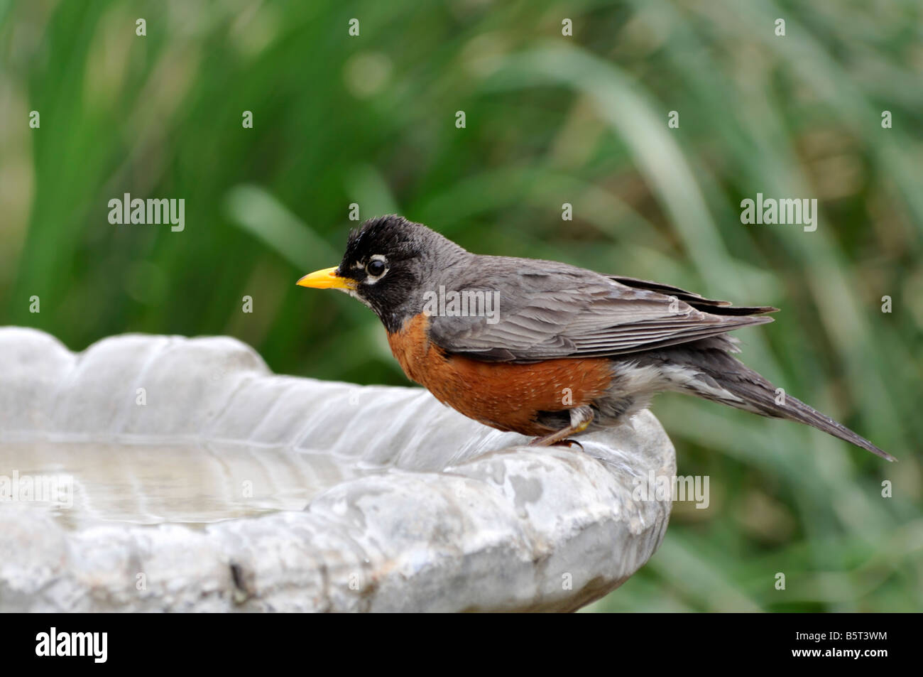 Wet robin hi-res stock photography and images - Alamy