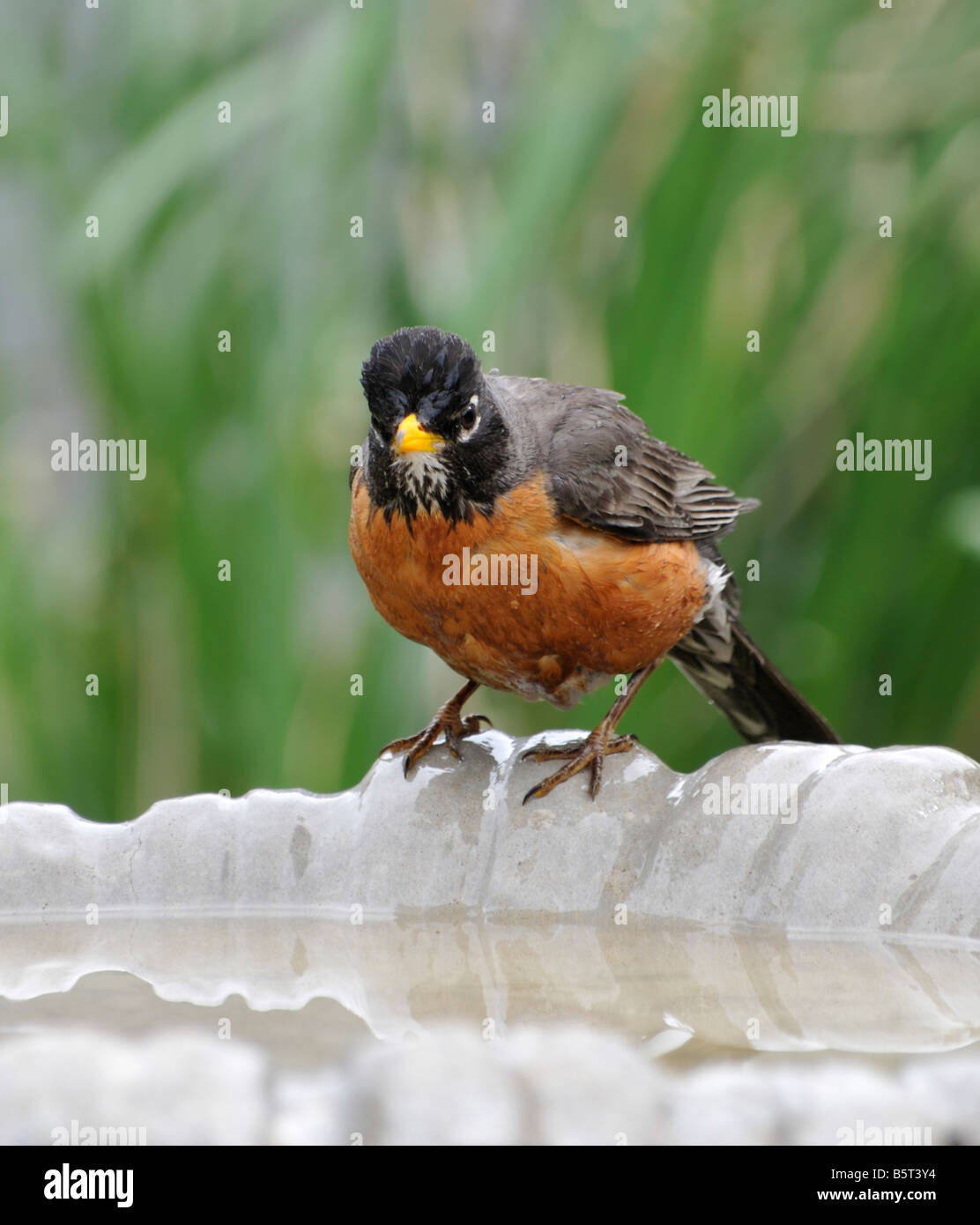 Wet robin hi-res stock photography and images - Alamy