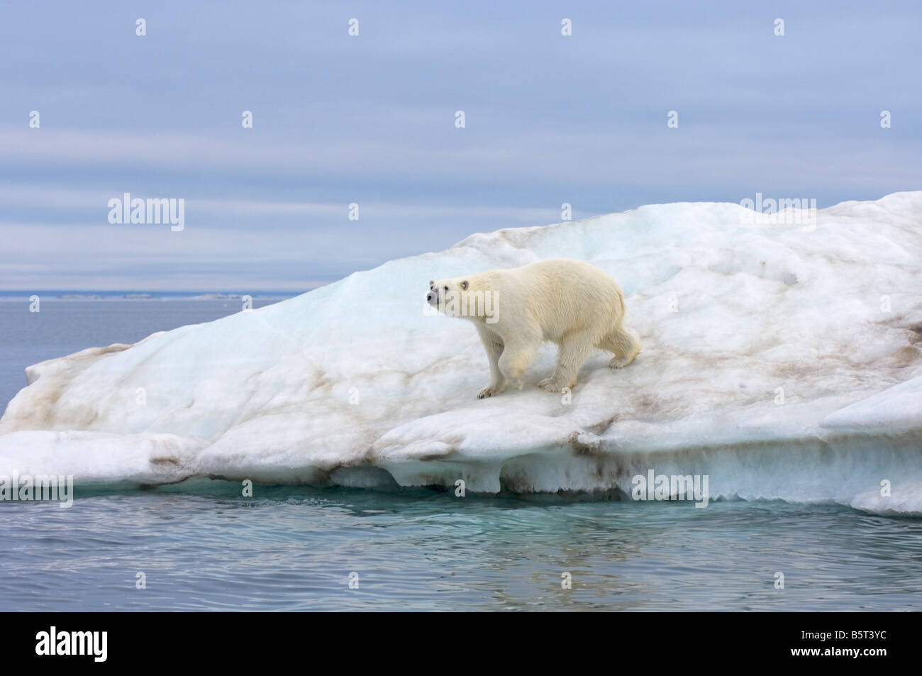 King polar bear hi-res stock photography and images - Alamy