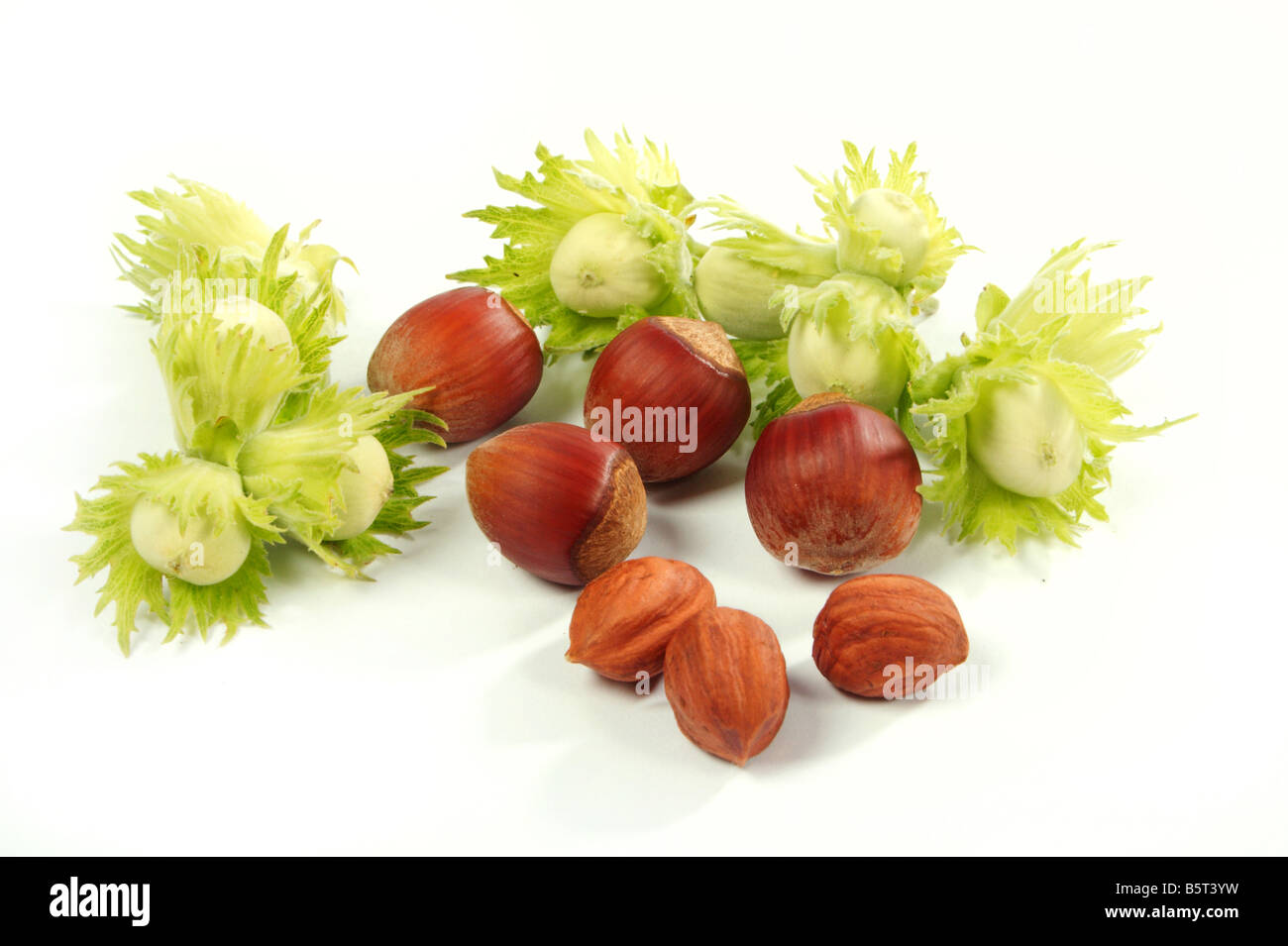 Group of fruits of a nut tree on a white background Stock Photo - Alamy