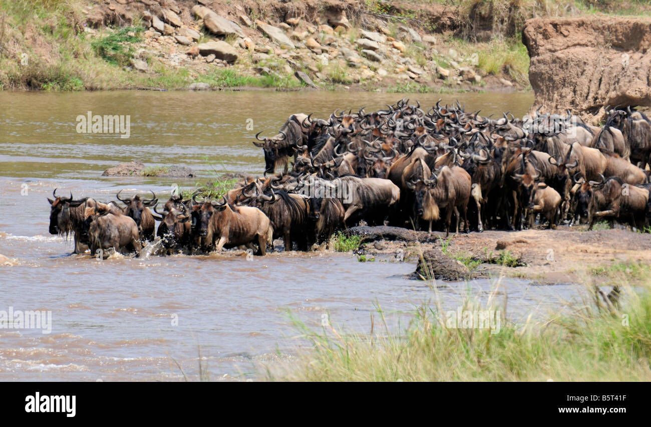 Wildebeest crossing the Mara river during their annual migration, Masai Mara Park, Kenya Stock ...