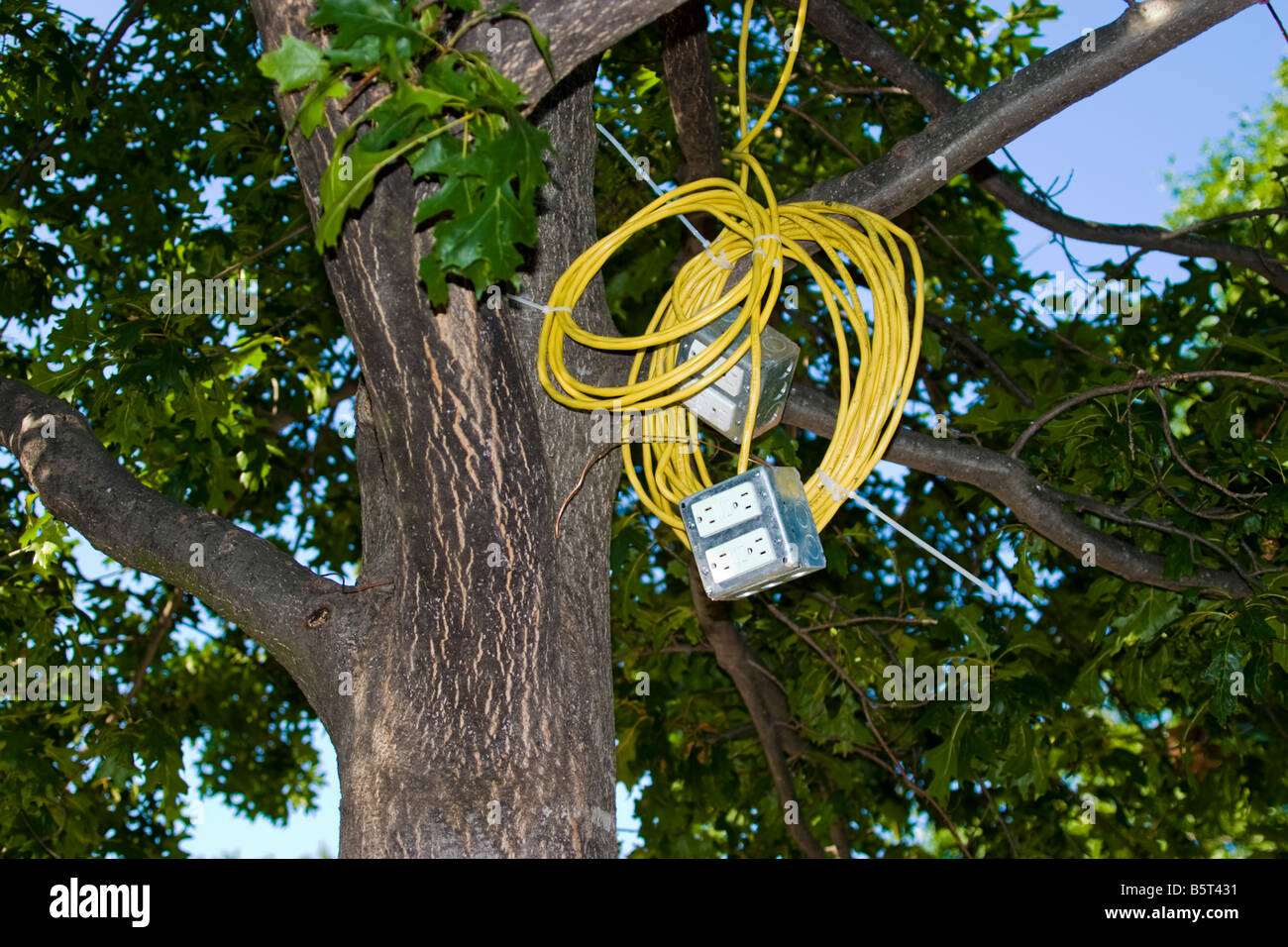 Close up of electrical cables and plug sockets hanging in a tree in a ...