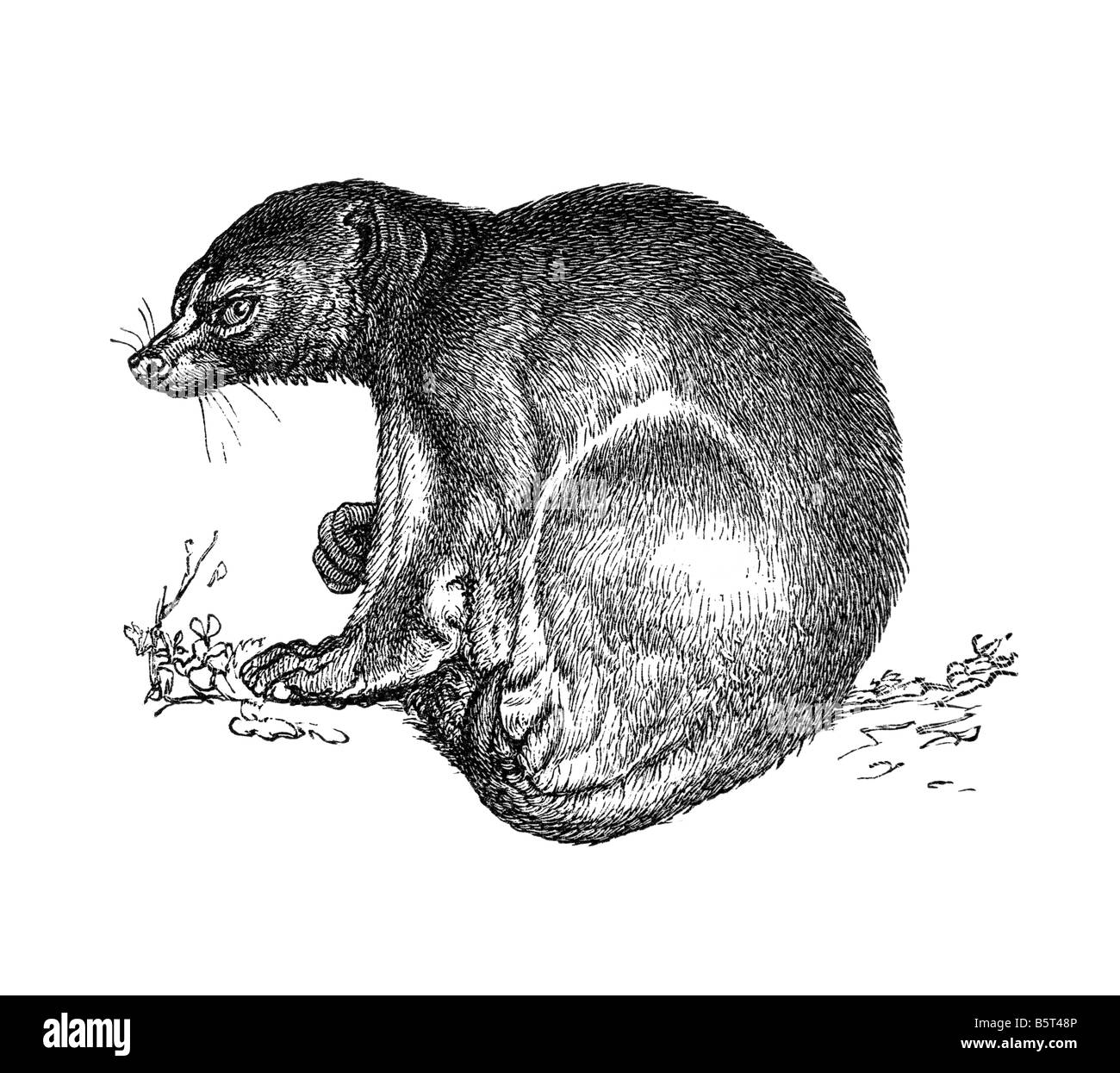 Colugos, arboreal gliding mammals, family Cynocephalidae, order ...