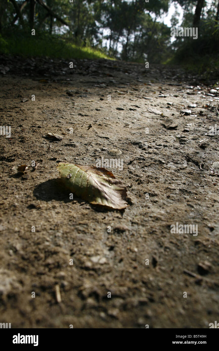 one single fallen leaf on country path surface in sun Stock Photo - Alamy