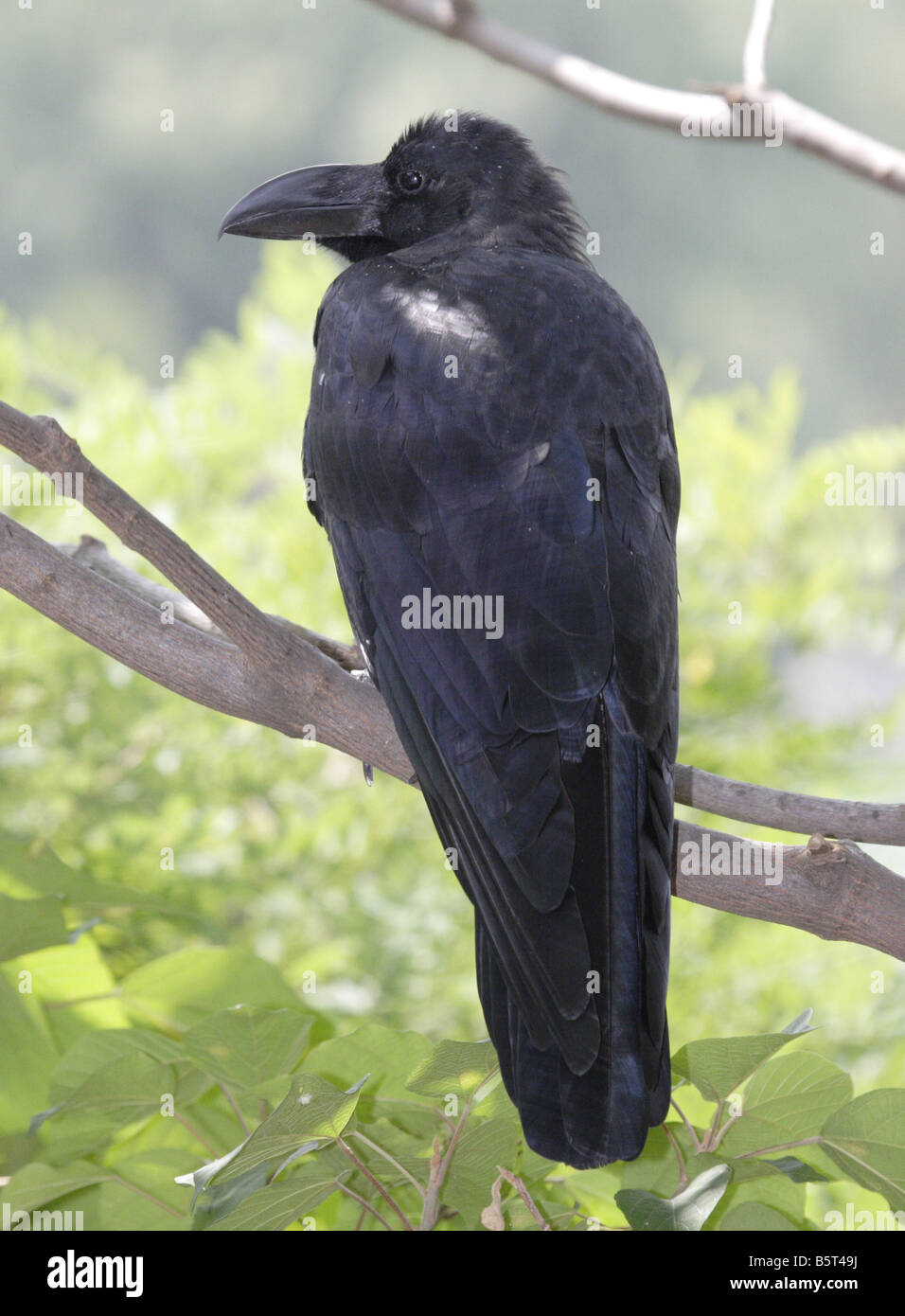 Japanese crow hi-res stock photography and images - Alamy