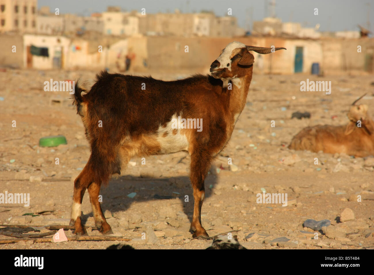 Arab Goat Stock Photos & Arab Goat Stock Images - Alamy