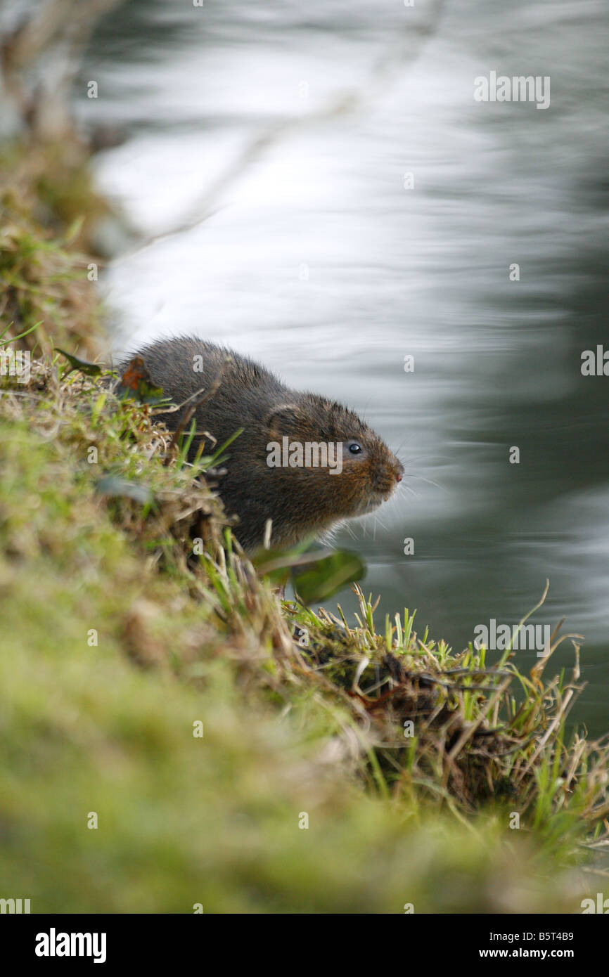 Water vole sitting hi-res stock photography and images - Alamy