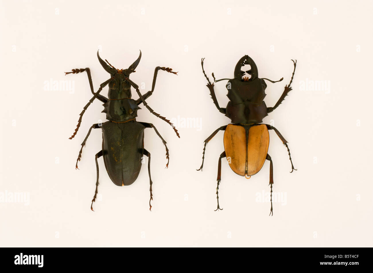 two tropical insects bugs beetles brown black Stock Photo - Alamy