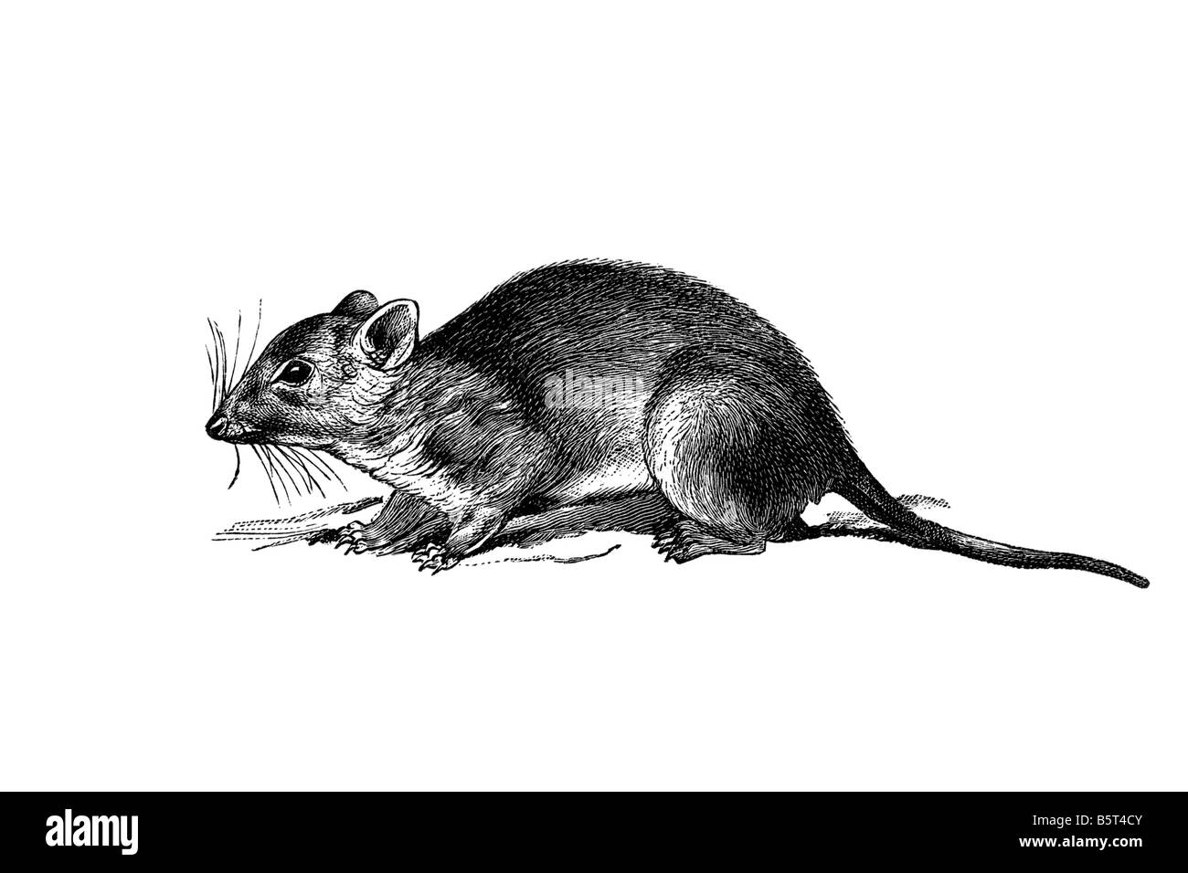 Marsupial mouse hi-res stock photography and images - Alamy