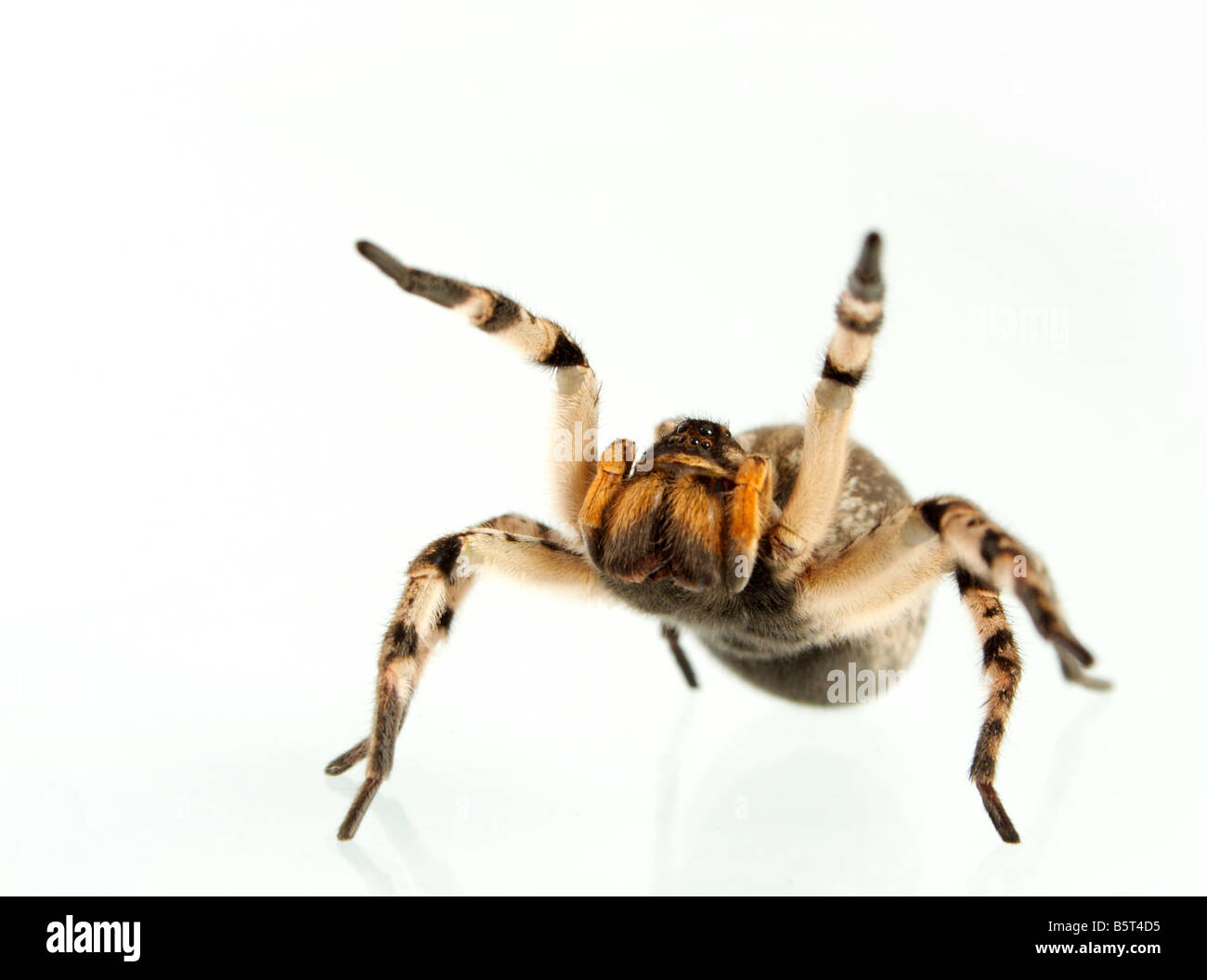 Not all people equally well concern to spiders Stock Photo - Alamy