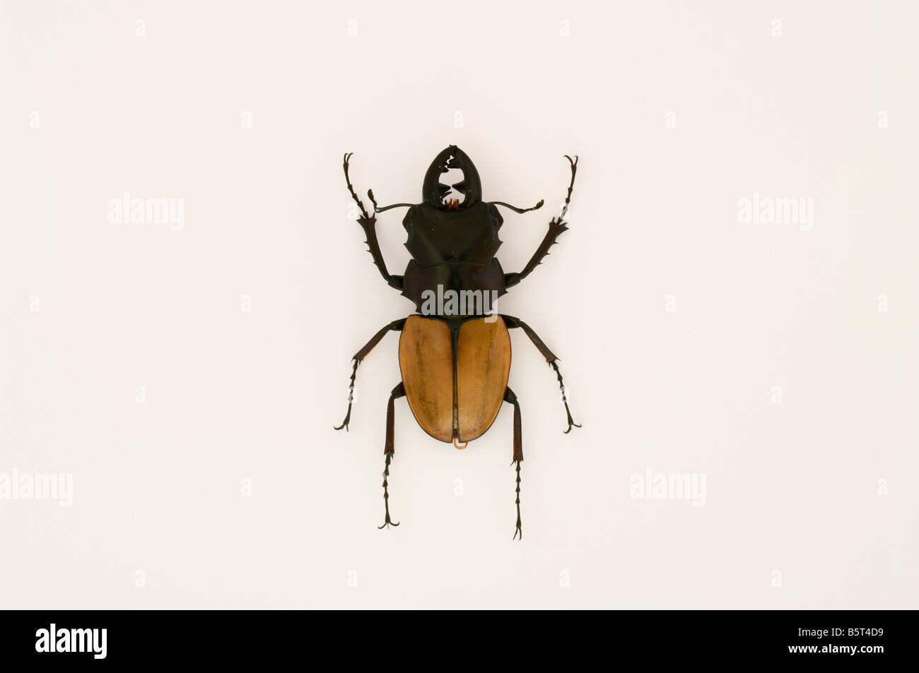 Tropical beetle hi-res stock photography and images - Alamy