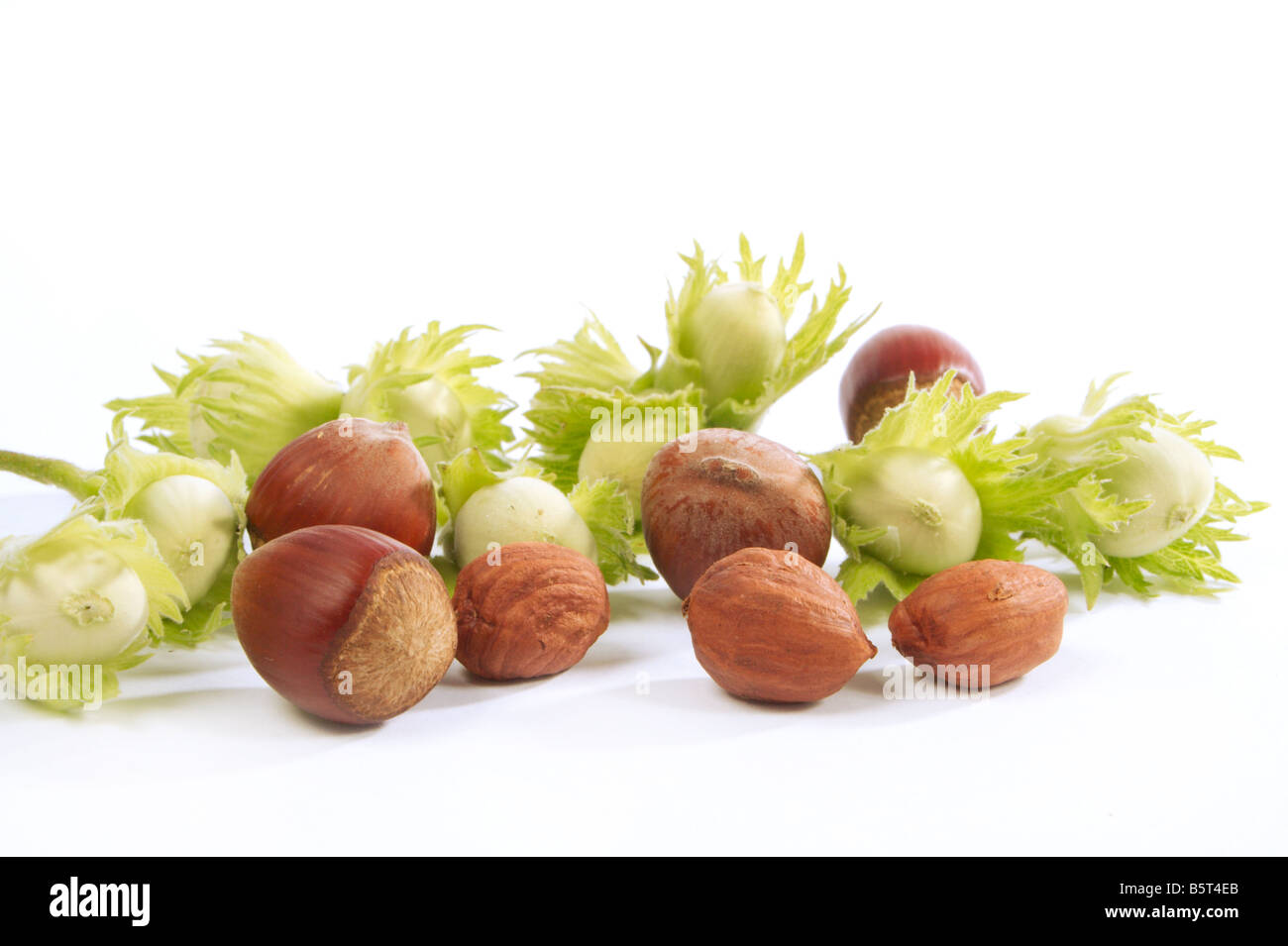 Group of fruits of a nut tree on a white background Stock Photo - Alamy