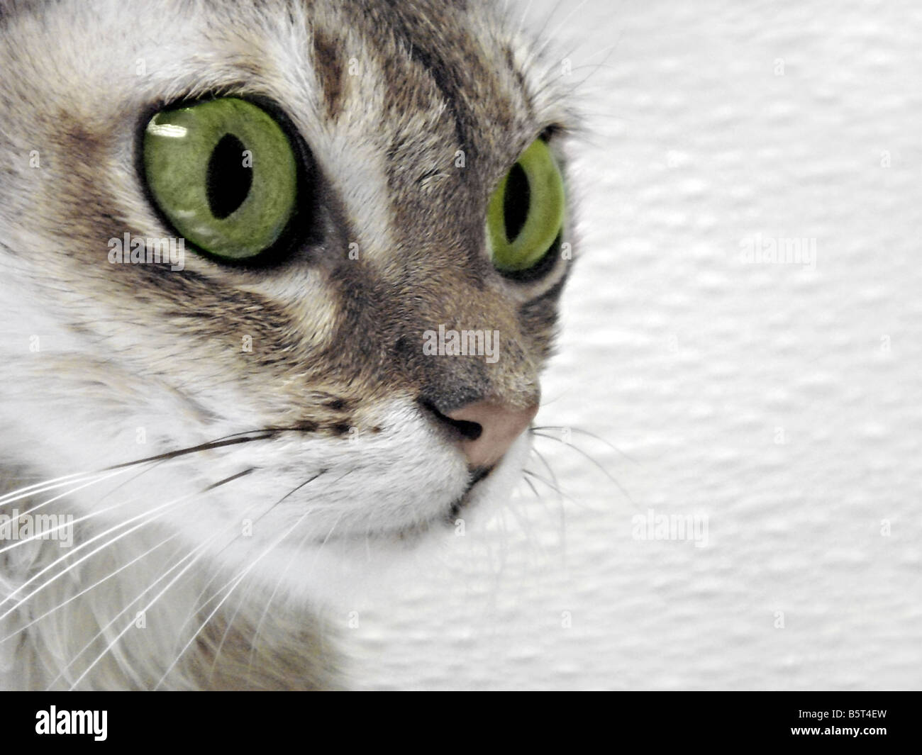 Cat face closeup Stock Photo - Alamy