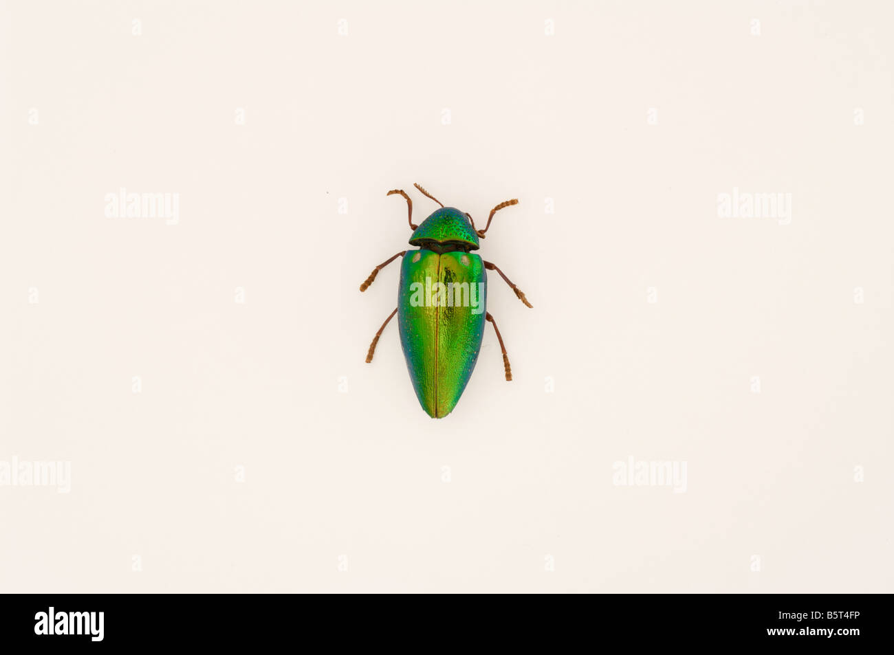 tropical bug green yellow Stock Photo - Alamy