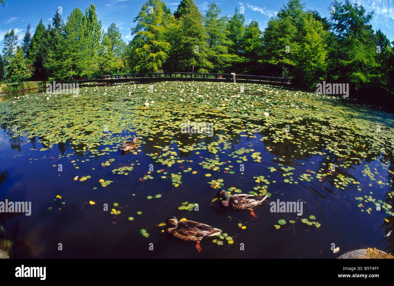 Cypress Pond, Vandusen Botanical Garden, Vancouver, Canada Stock Photo ...