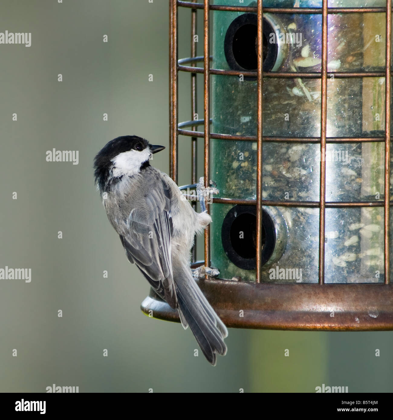 Black-capped Chickadee, Poecile atricapilla. Oklahoma, USA Stock Photo ...