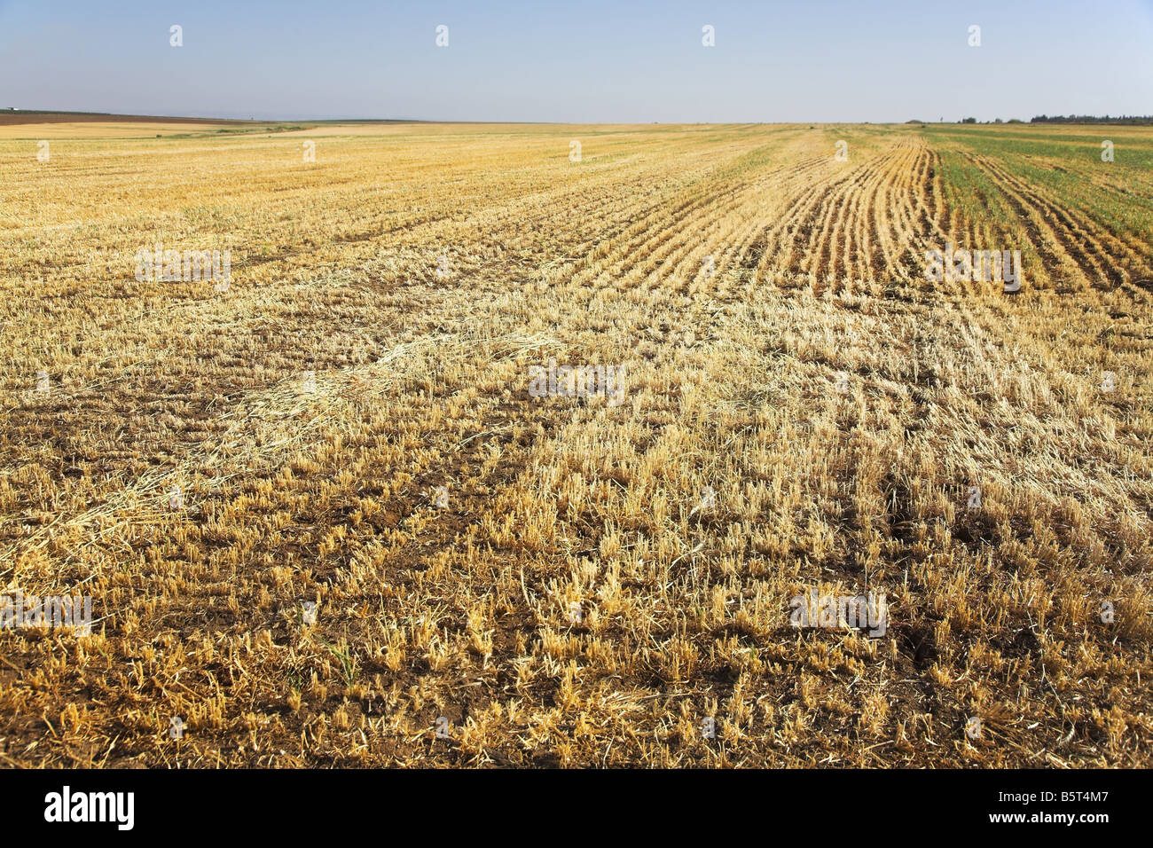 Field with the rests of crops after harvesting Stock Photo - Alamy