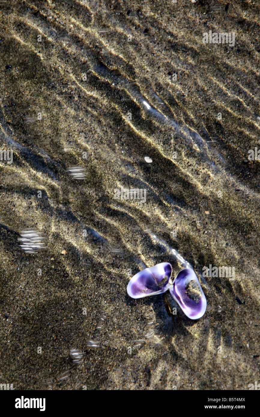 one purple open sea shell washed up on sandy beach shore Stock Photo ...