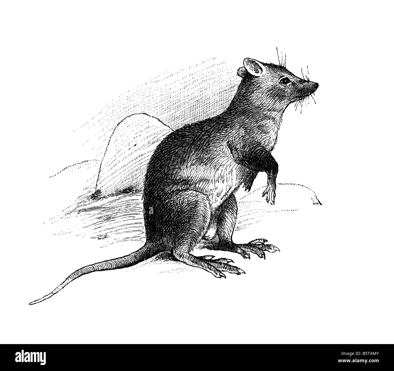 Marsupial mouse hi-res stock photography and images - Alamy