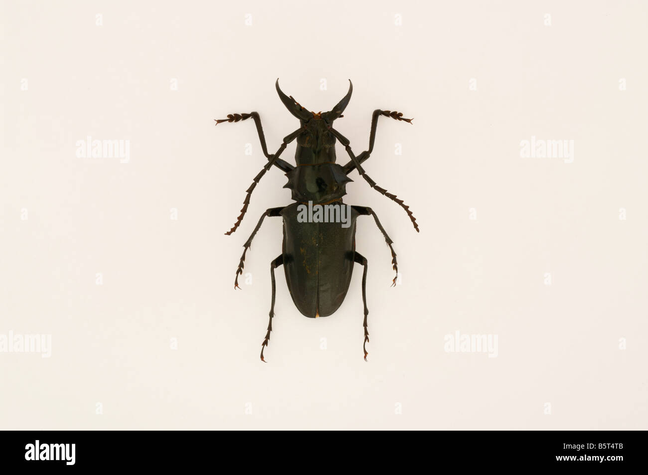 tropical bug insect dark brown beetle Stock Photo - Alamy