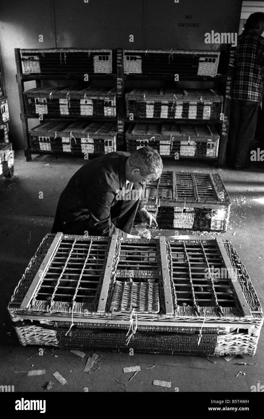 Pigeon racing in the UK. Working class sport Stock Photo - Alamy