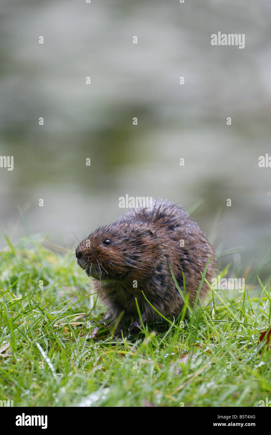 Water Vole Arvicola terrestris single adult resting on grassy river ...