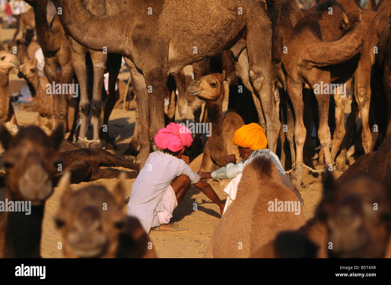 Camel traders at the Pushkar fair in India Stock Photo - Alamy