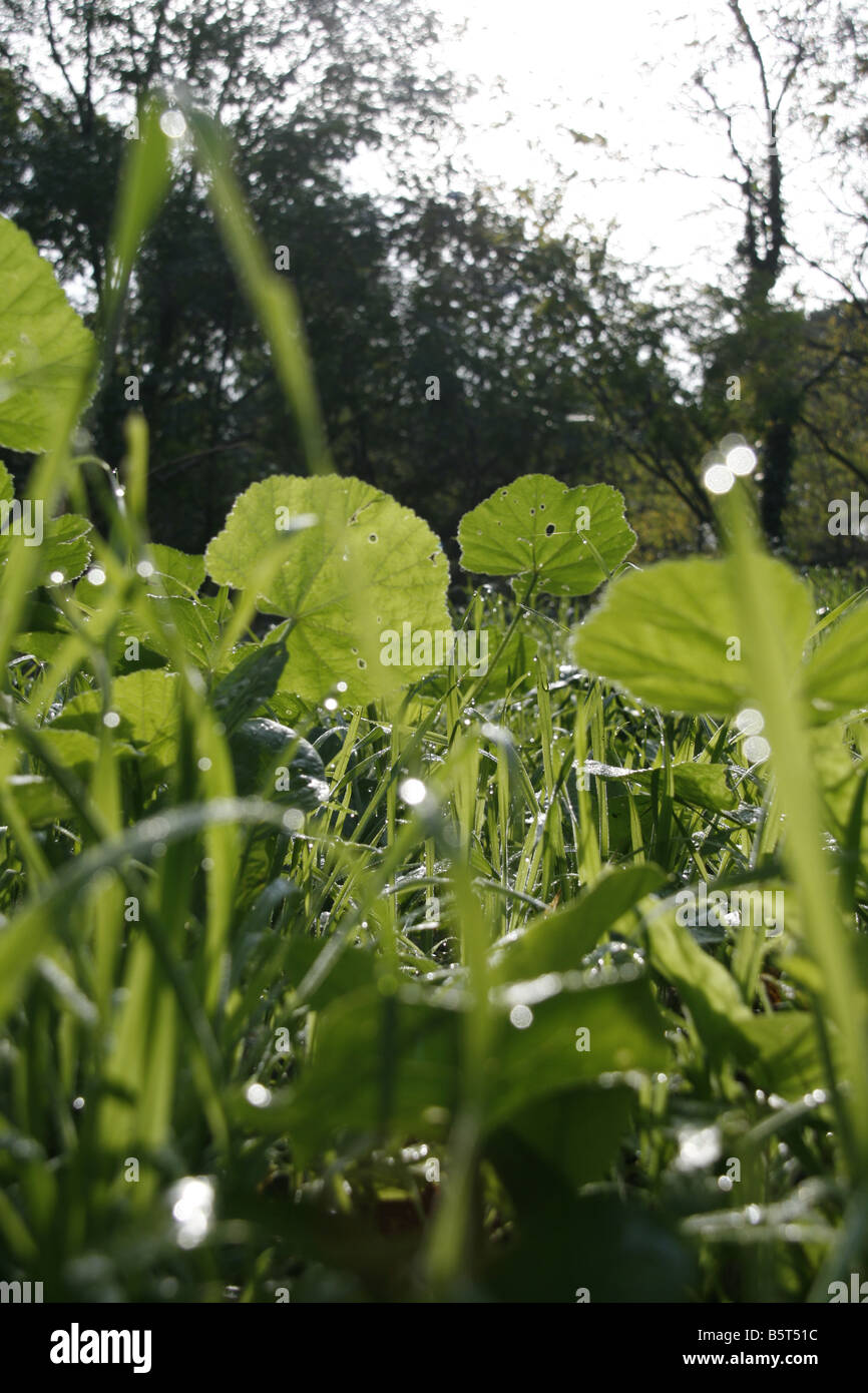 long grass covered with dew in field in country Stock Photo - Alamy