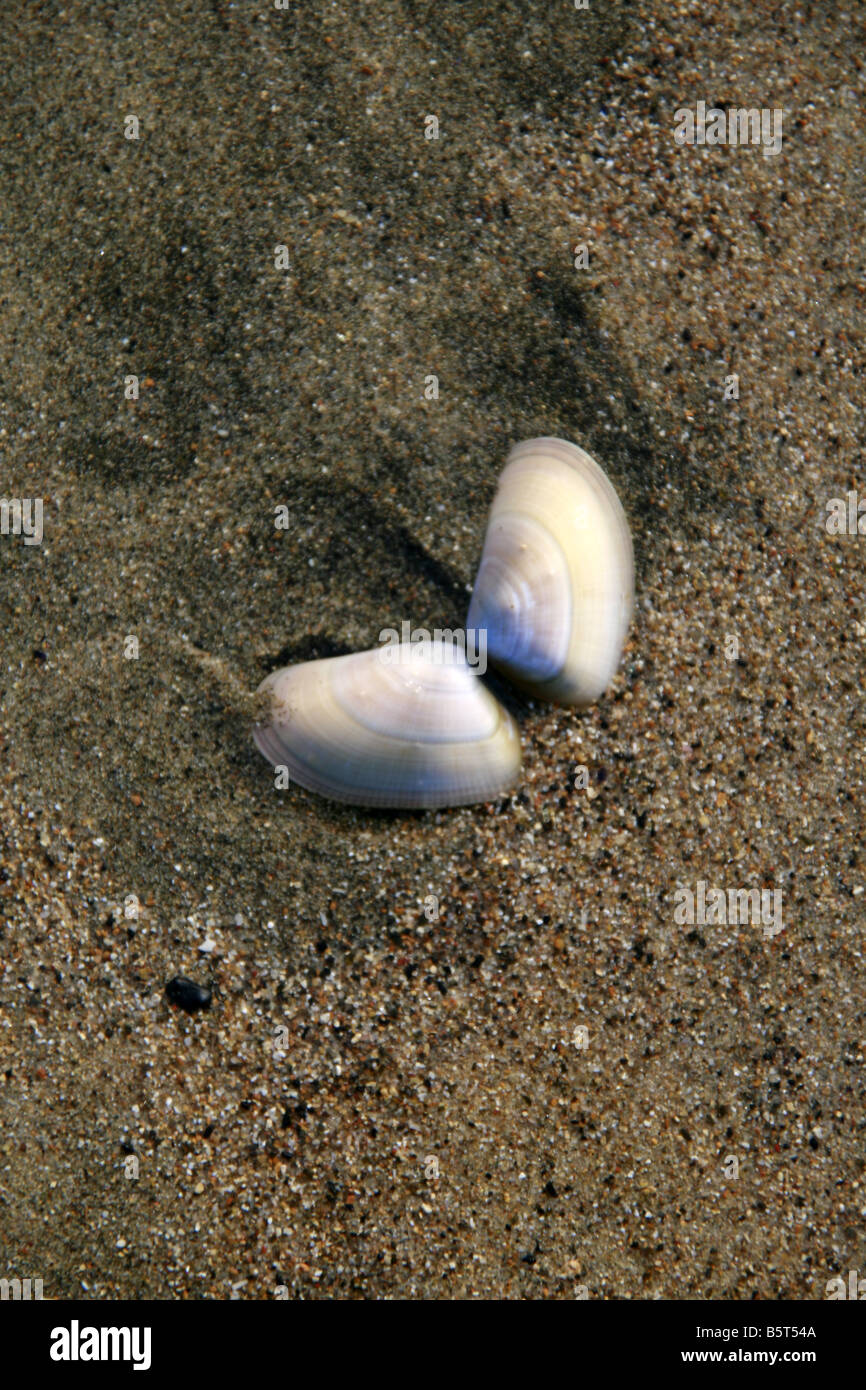 one open sea shell washed up on sandy beach shore Stock Photo - Alamy